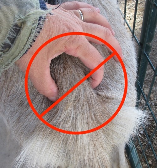 Is Goat Labor Imminent? How to Check Ligaments - Goat Journal